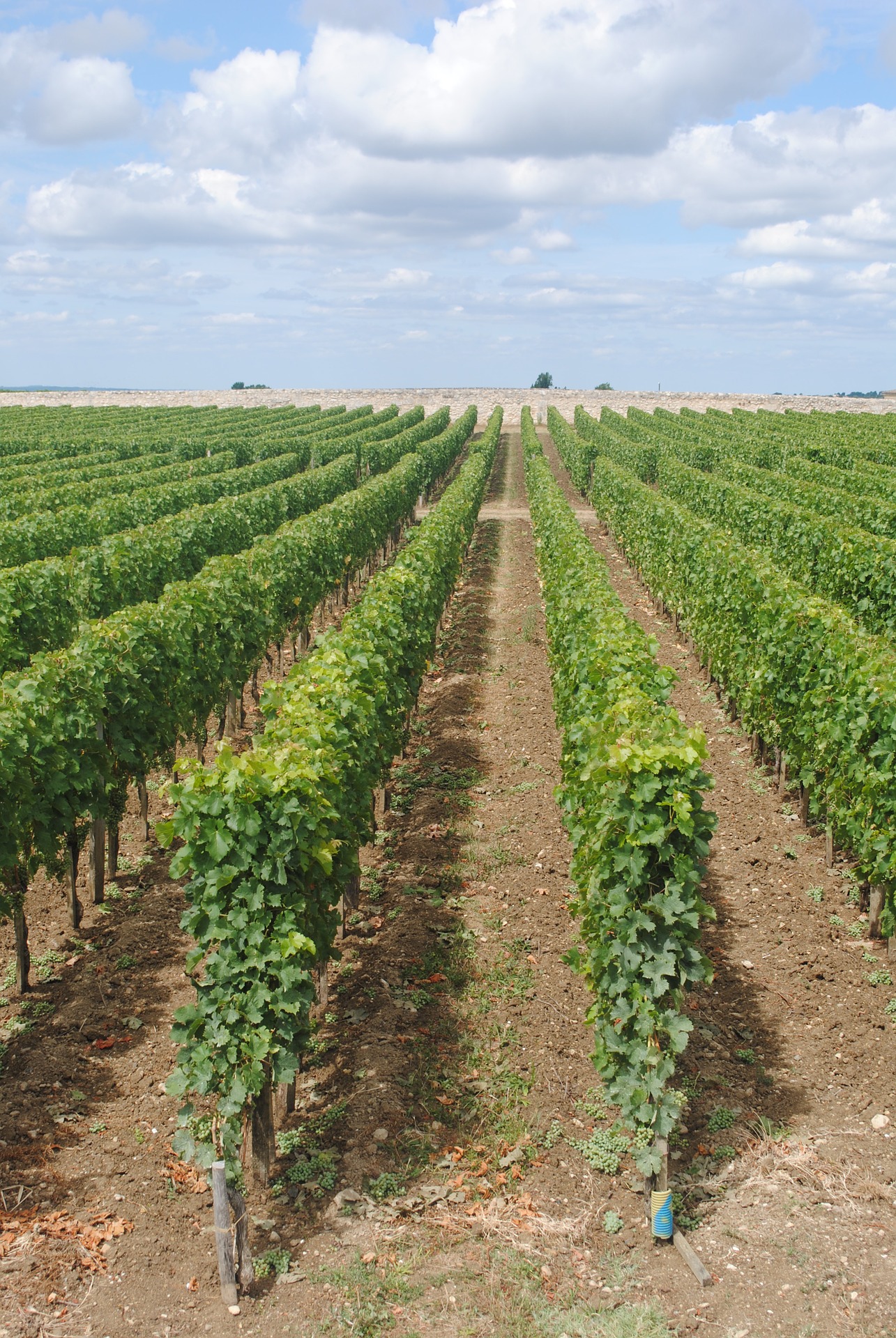 O fenômeno dos vinhos Rosés - Blog Wine Lovers | O vinho que encanta